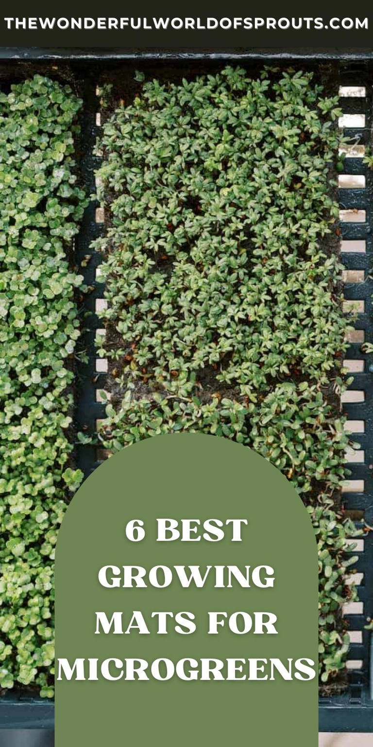 6 Best Growing Mats for Microgreens