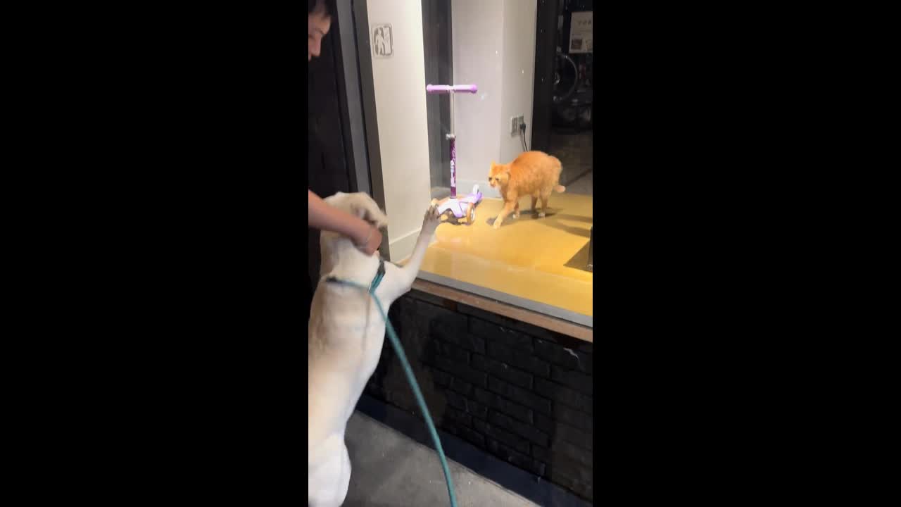 Cat and dog face-off behind glass in Shanghai, China