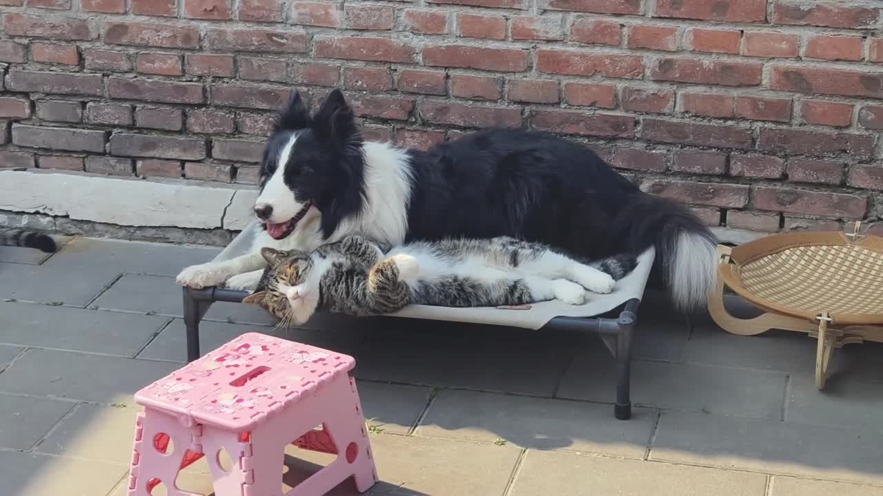Cat naps while dog rests head in Beijing, China