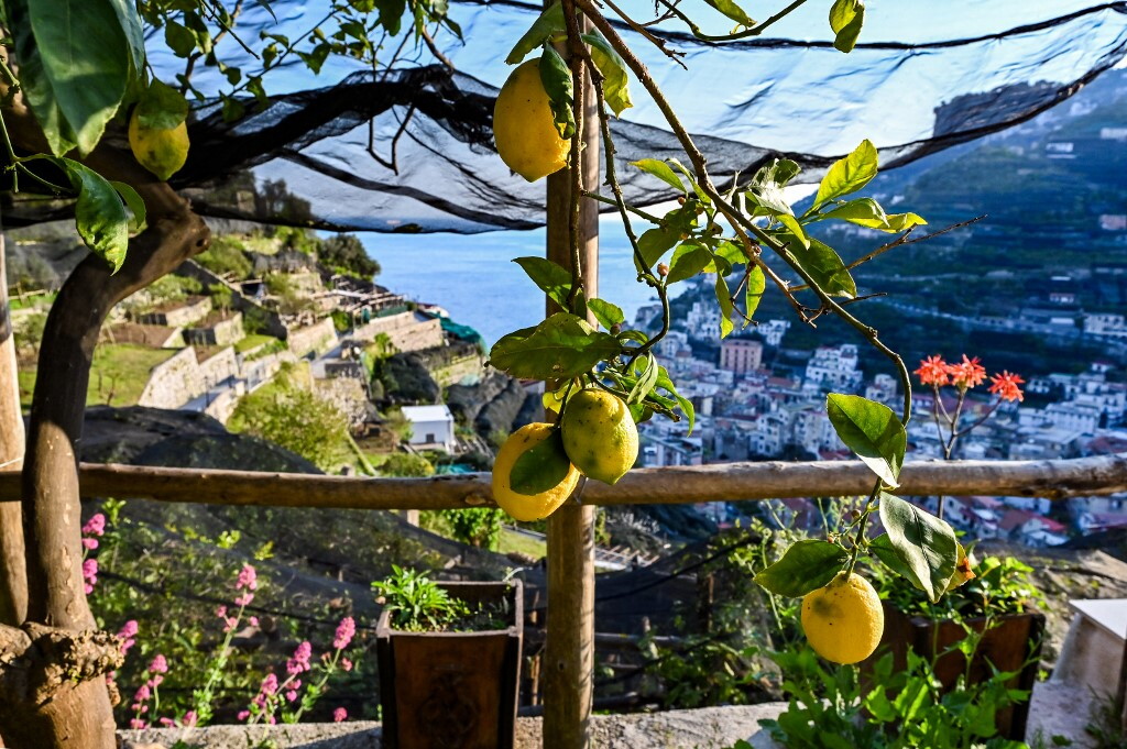 Gli agrumeti terrazzati di Amalfi proclamati patrimonio agricolo mondiale