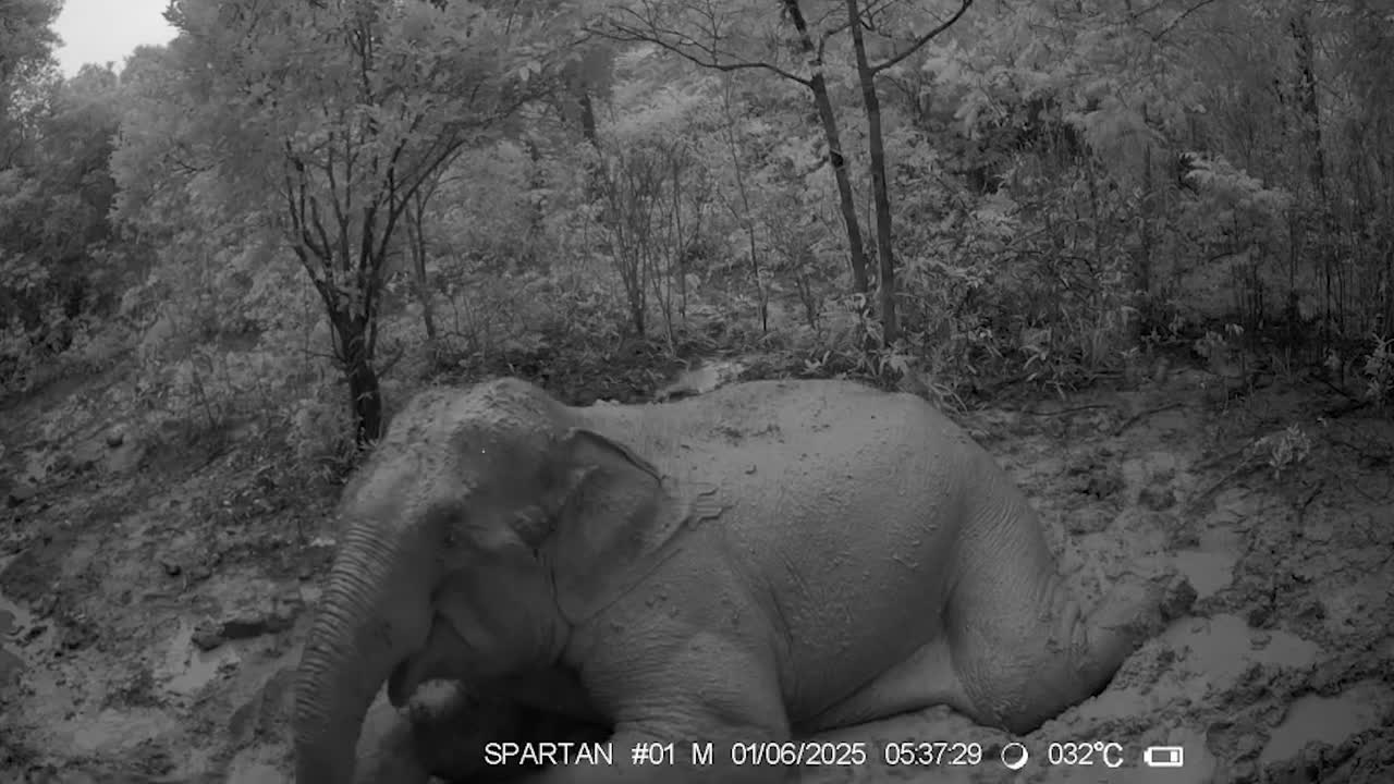 Wild elephant spotted on wildlife camera soaking comfortably in mud pit