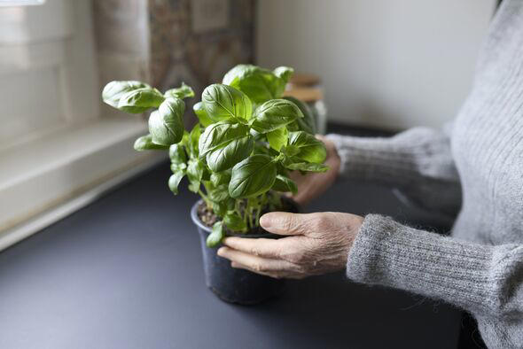 Basil will taste better when 10-second task is done every week