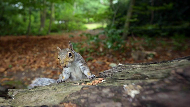 Embracing Your Yard's Squirrels Has Downsides, So Know This Before ...