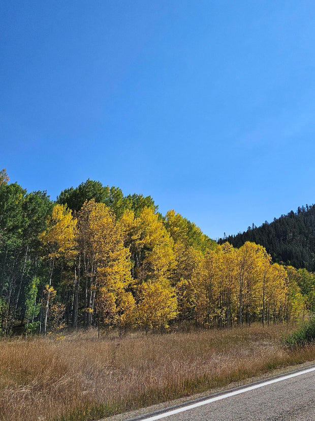 Colorado fall colors 2025 arriving early: See peak foliage forecast