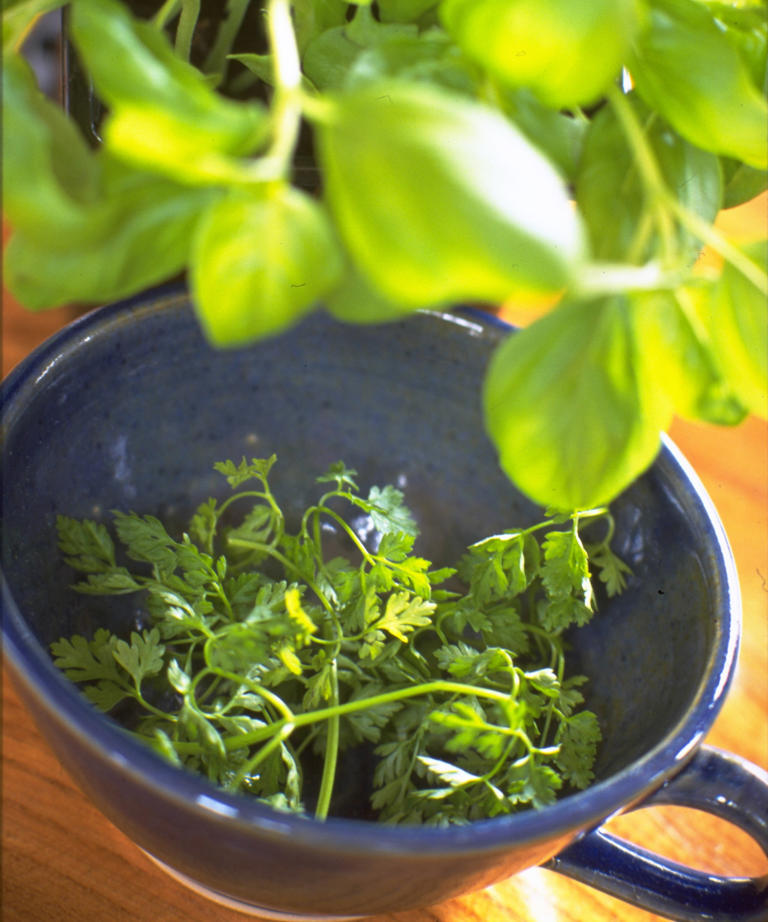 Chervil is a staple of French cuisine, and you'll be amazed by how easy ...