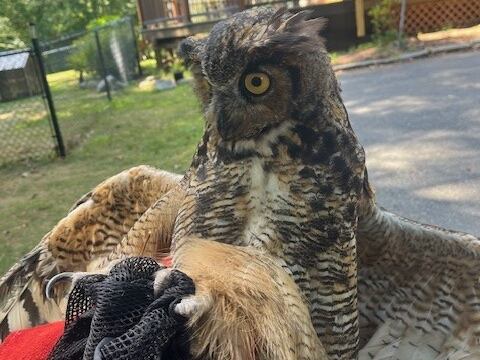 Suffield police rescue multiple birds