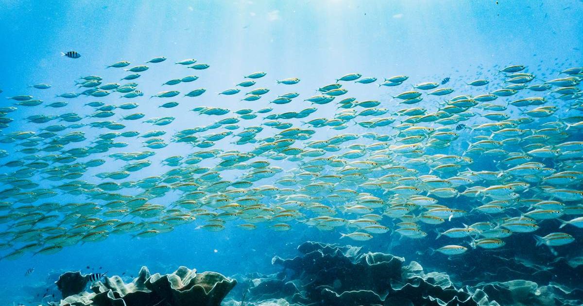 First-of-its Kind Study Shows That Evolutionary Explosion Plays ...