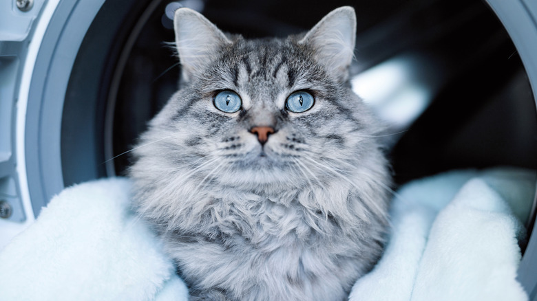 Common Laundry Allergens And How To Avoid Them