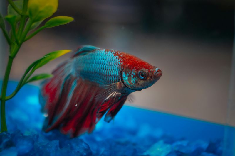 10 Of The Best Pets For Introverted People
