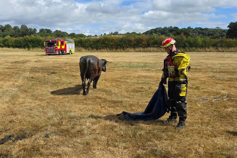 Firefighters praise 'calm' cow after animal found stuck in three metre ...
