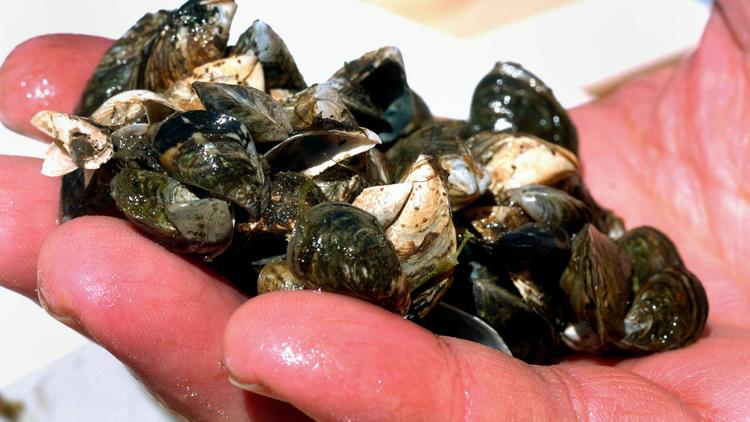 Invasive zebra mussels sighted in Des Moines River