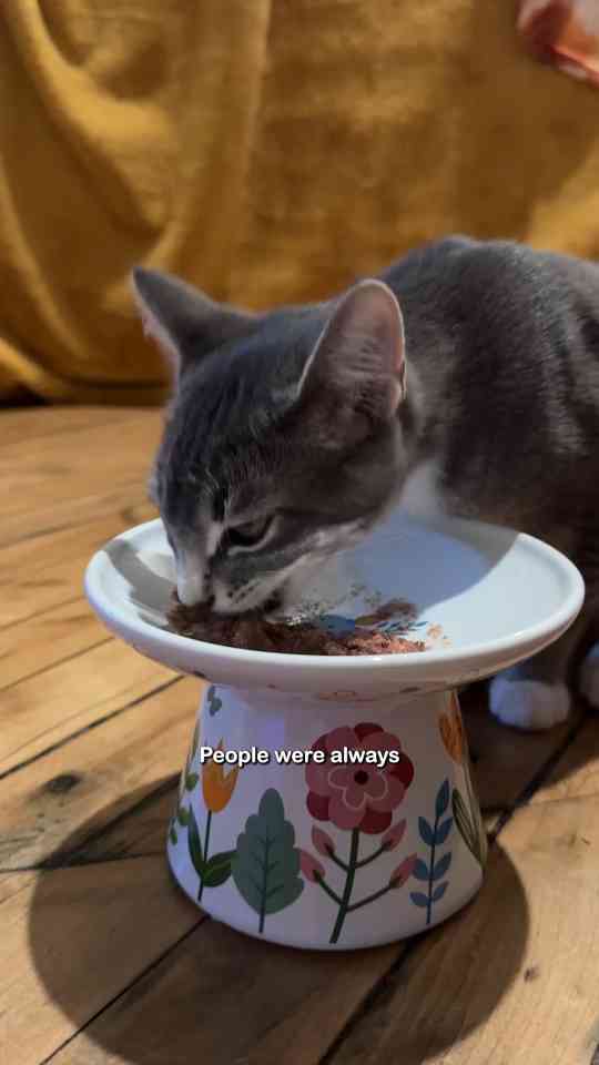 Training my cats to sit