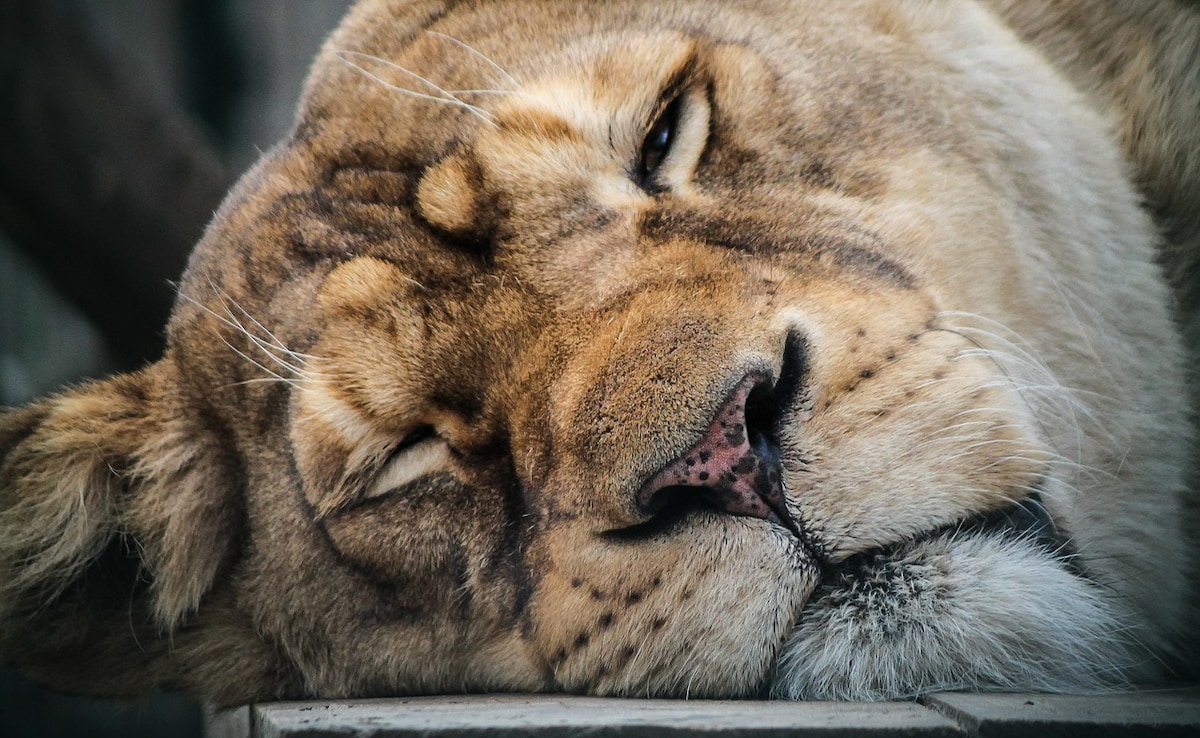 Lioness 'Indhu', Rescued From Circus 20 Years Ago, Dies At Tirupati Zoo