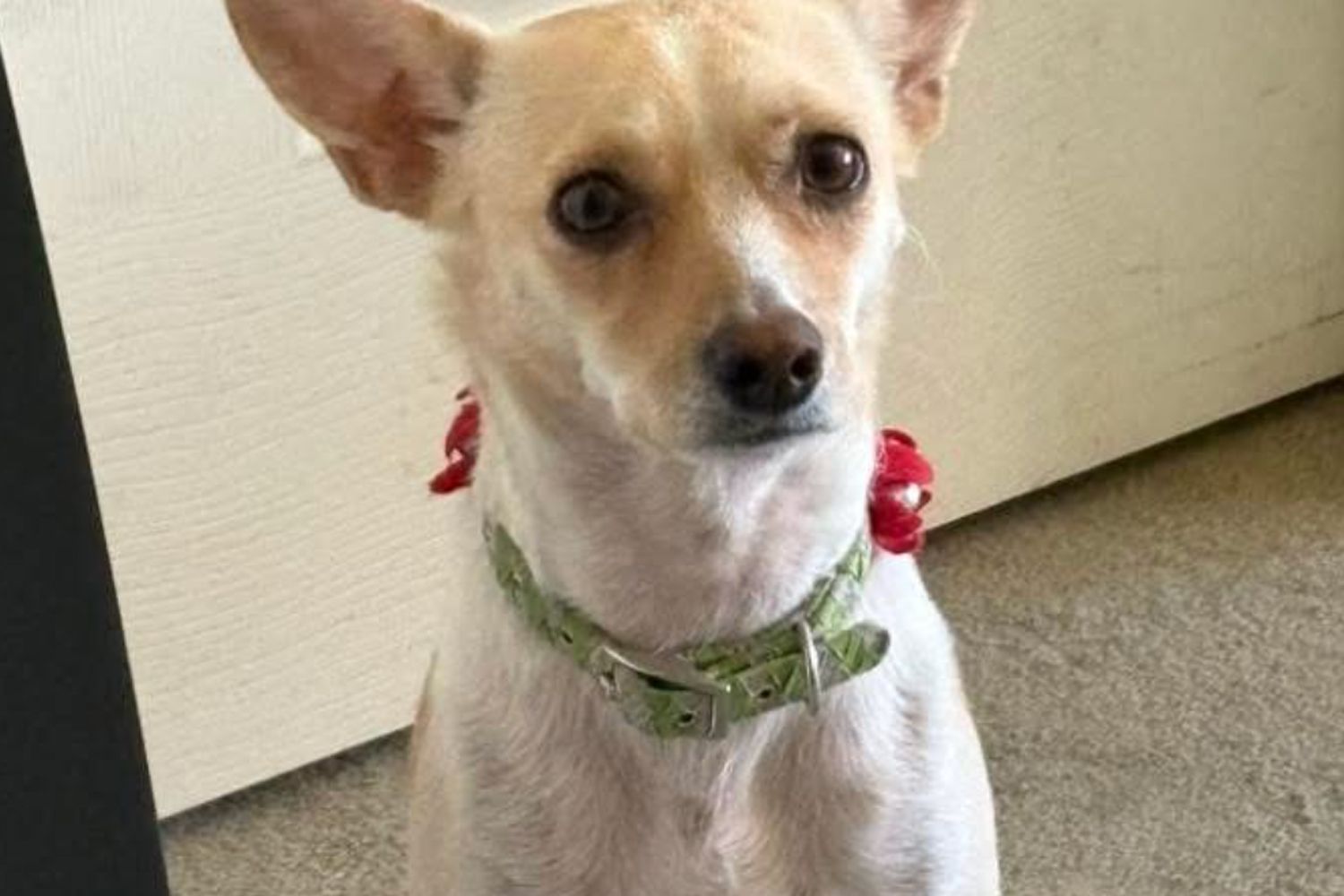 Search on for Hero Dog Who Helped Locate Missing Owner, 85, But ...