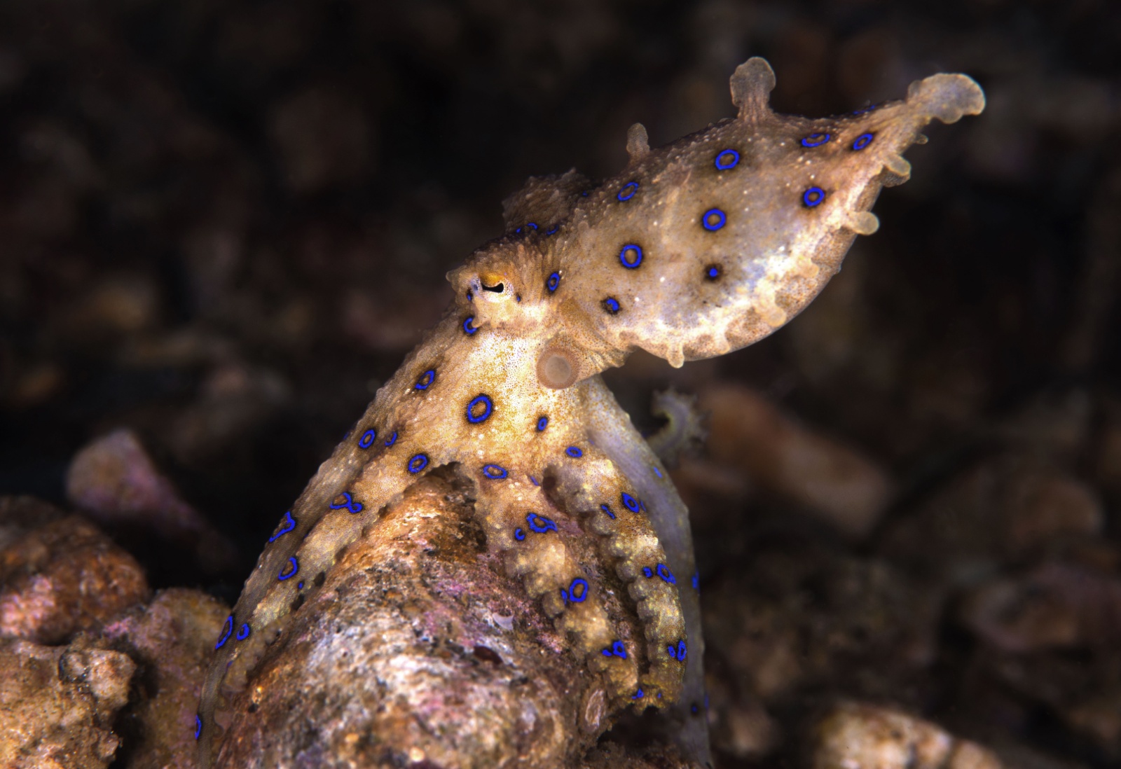 8 Of The World’s Most Dangerous Fish