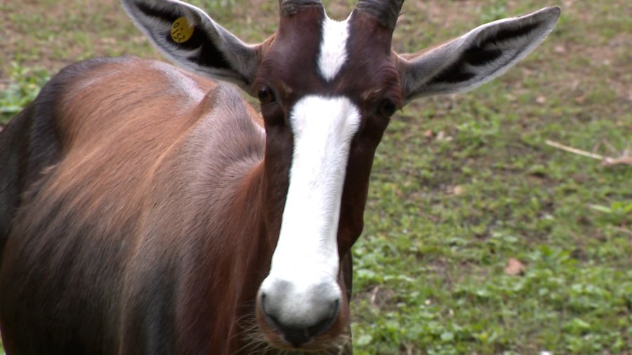 Meet Fort Wayne Zoo’s new bontebok