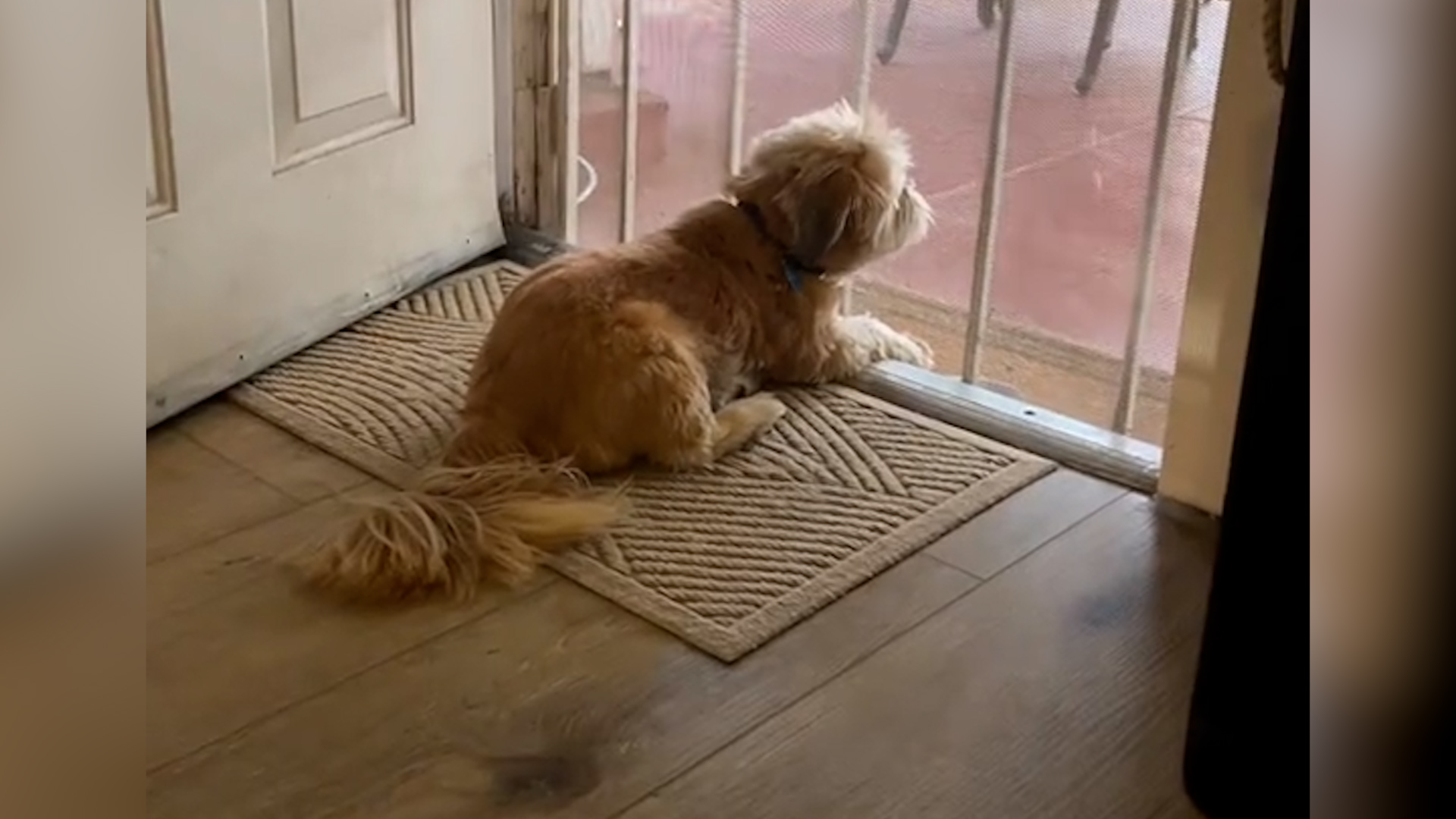 Owner Saddened By Family Dog Losing Hearing
