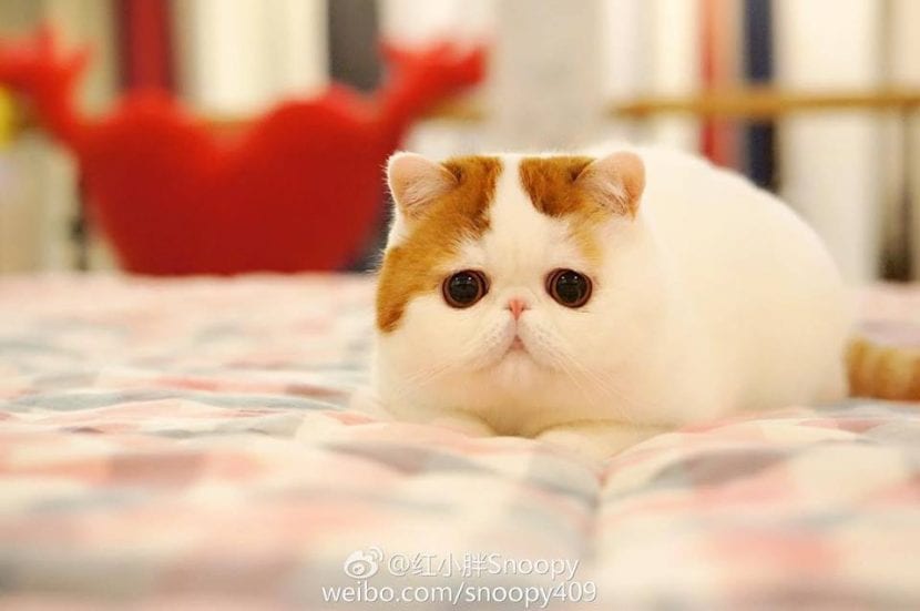 Snoopy: el gato exótico de pelo corto que enamora a Internet con su ...