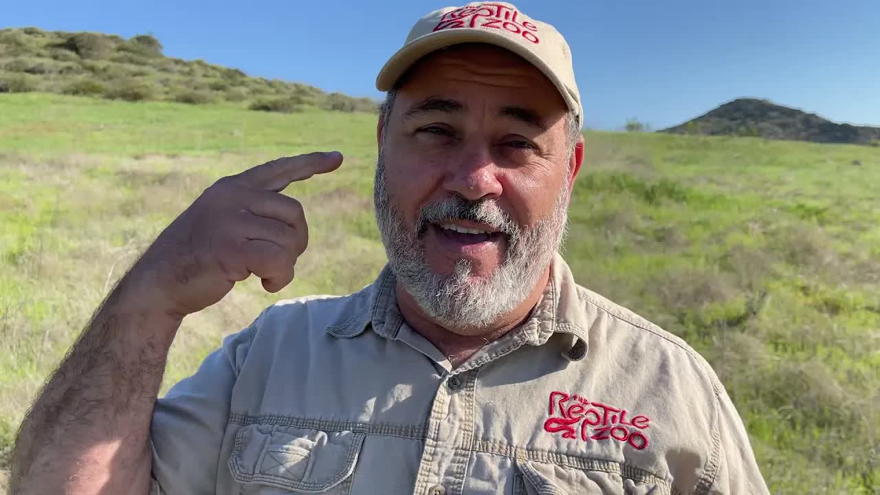 Best Day of Finding Rattle Snakes Ever!