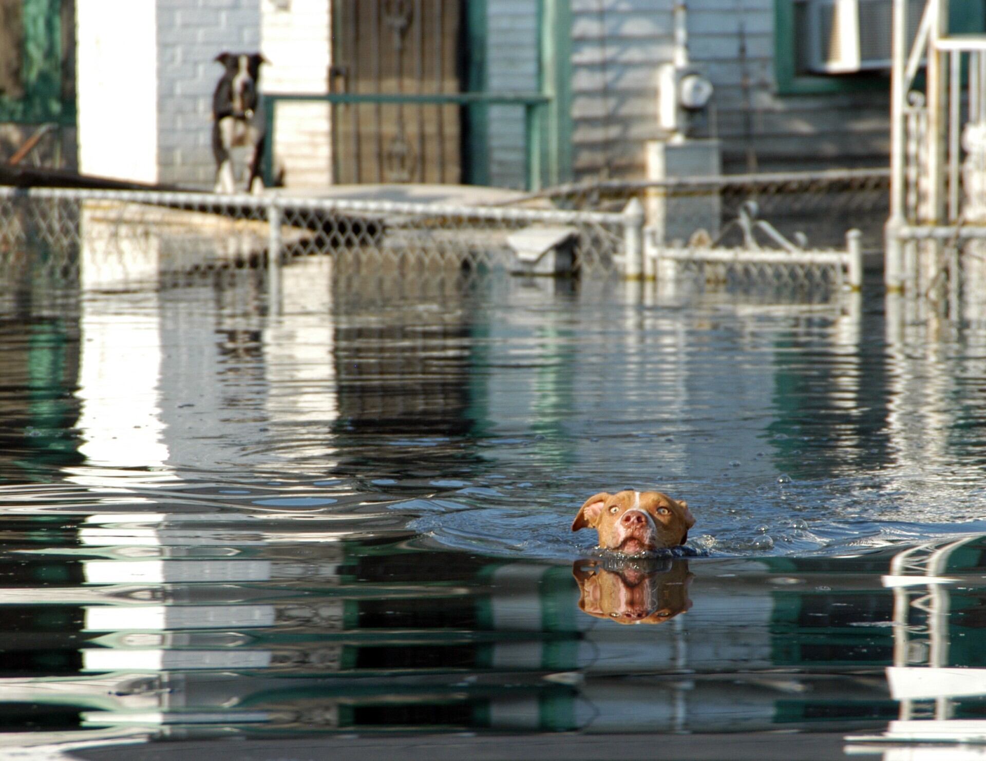 Organization that returned thousands of pets after Hurricane Katrina ...