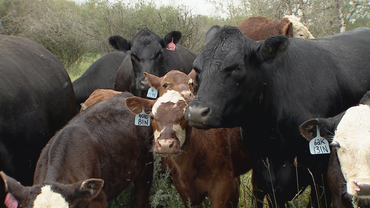 'The grass is back': Southern Alberta cattle herd rebounds slightly ...