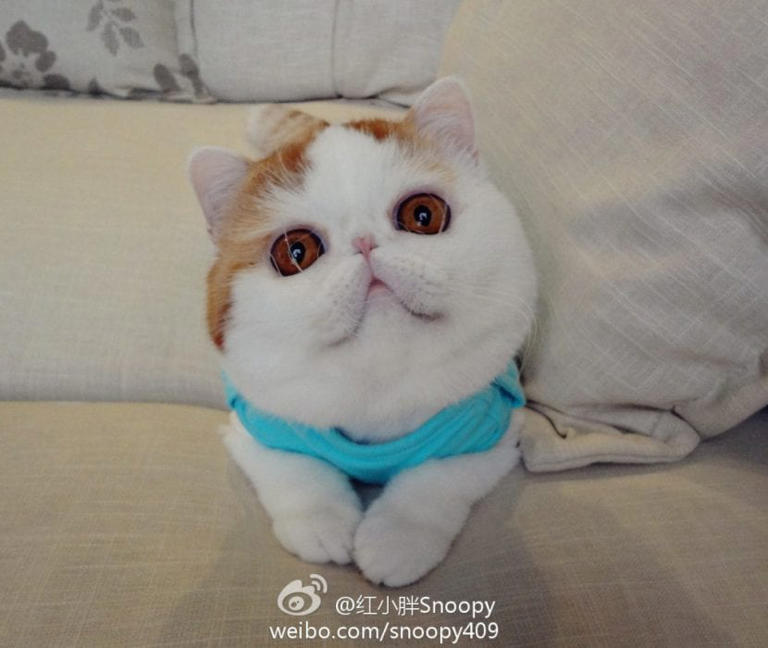 Snoopy: el gato exótico de pelo corto que enamora a Internet con su ...