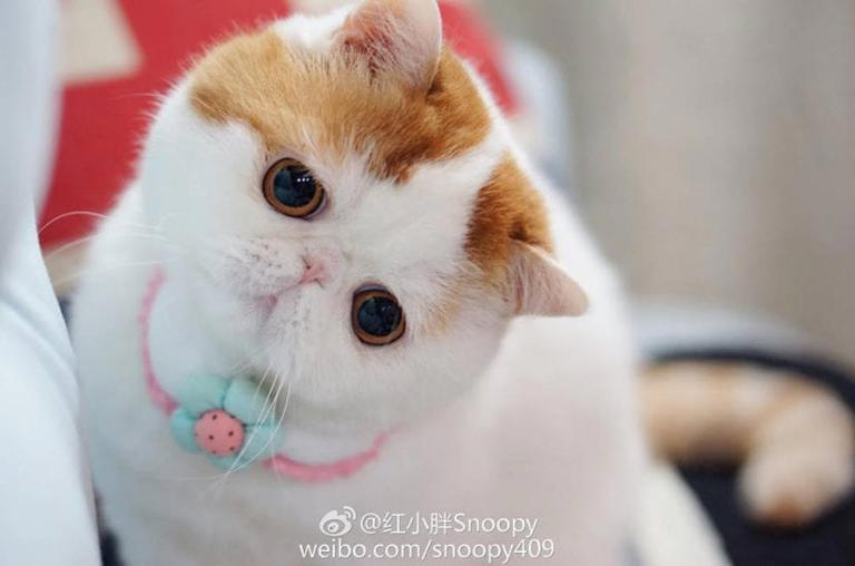 Snoopy: el gato exótico de pelo corto que enamora a Internet con su ...
