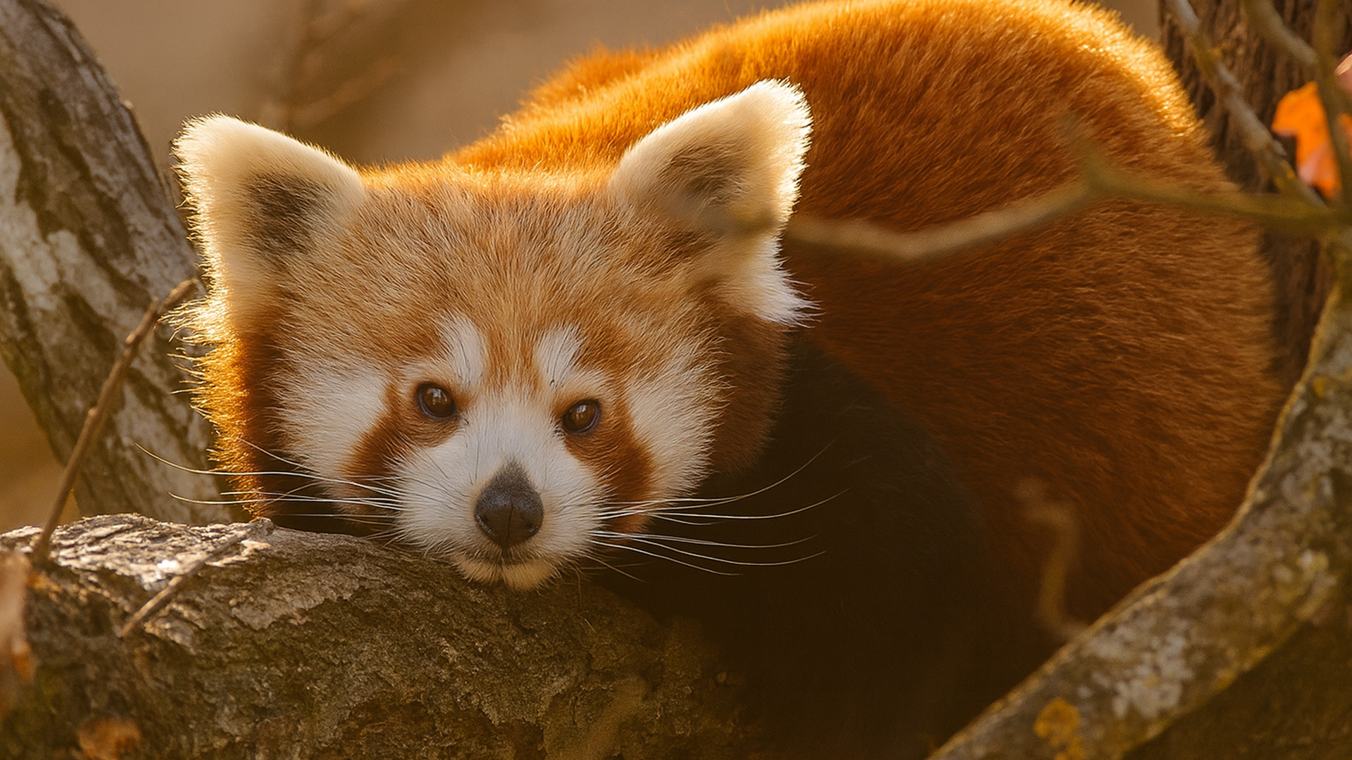 Filming Animals in the Zoo