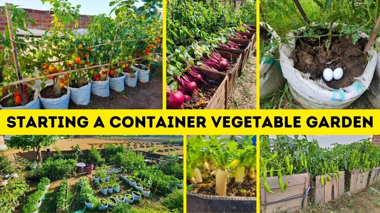 8 Must-Know Tips to Start a Container Vegetable Garden