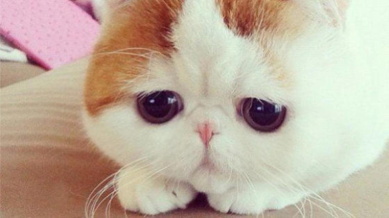 Snoopy: el gato exótico de pelo corto que enamora a Internet con su ...