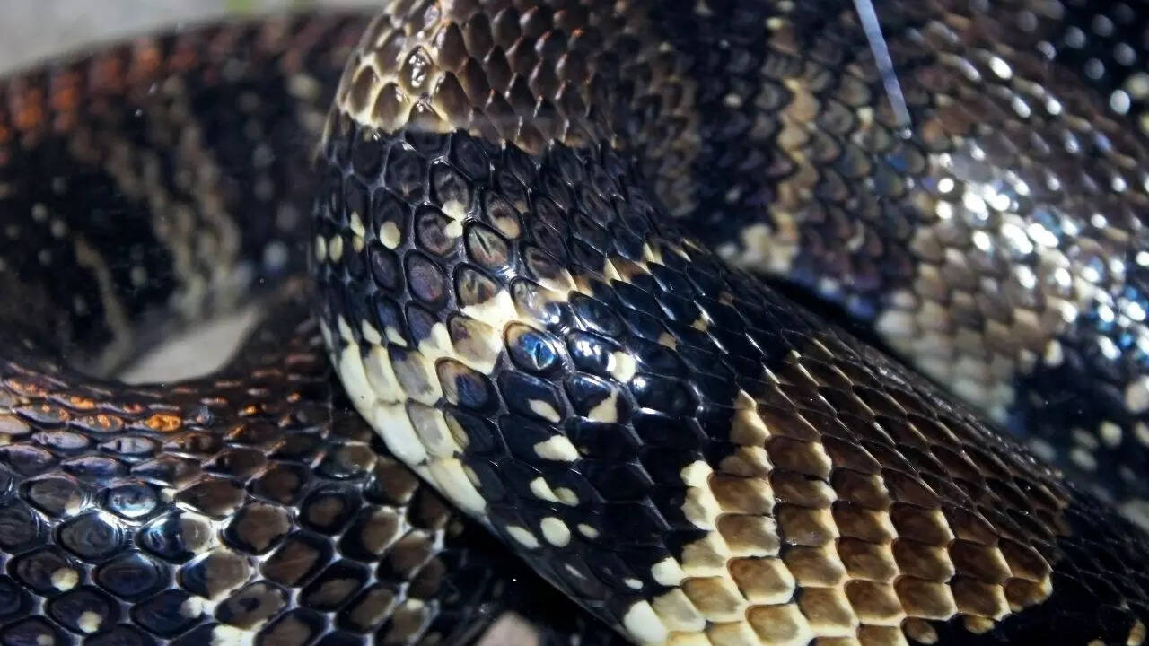 6 cobra species you never want to cross paths with and why
