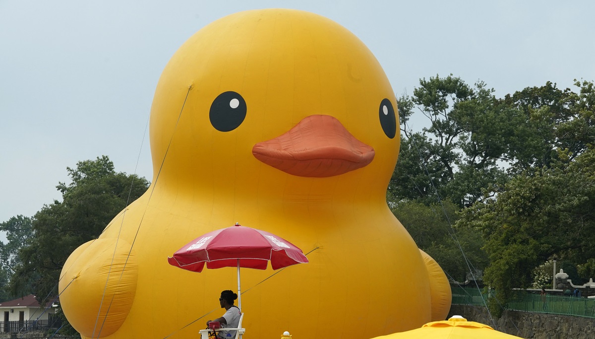 The world's largest rubber duck is coming to the Chicago suburbs. Here ...