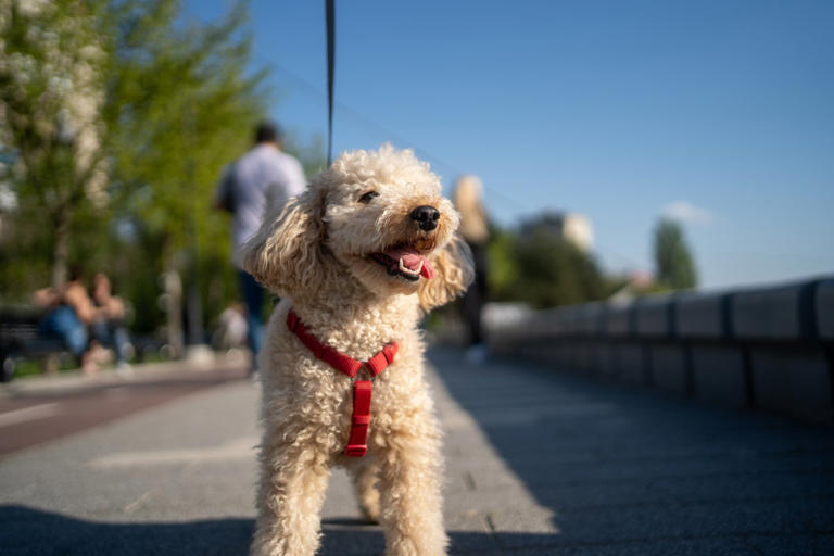 America’s favorite dog breed is almost definitely not what you’d expect