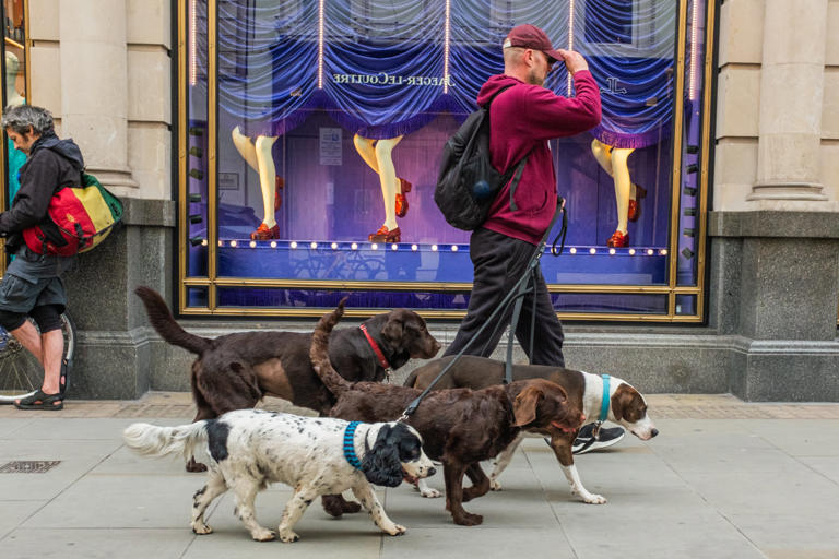 America’s favorite dog breed is almost definitely not what you’d expect