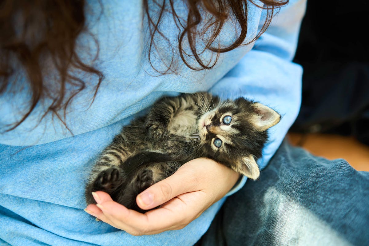 Comment faire de votre chat un animal câlin