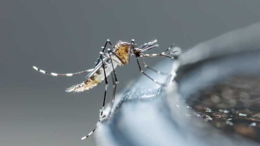 More mosquito samples test positive for West Nile Virus in Mercer Co.