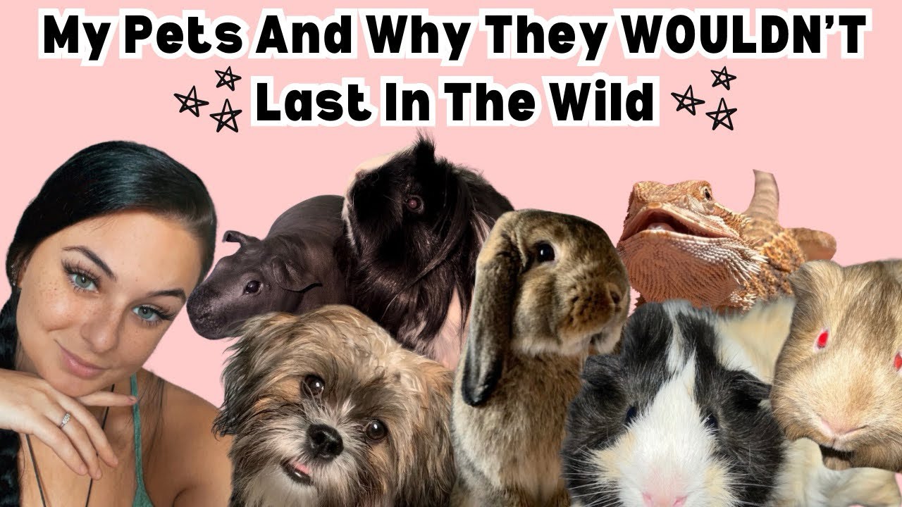 My Pets and Why They Wouldn’t Survive in the Wild