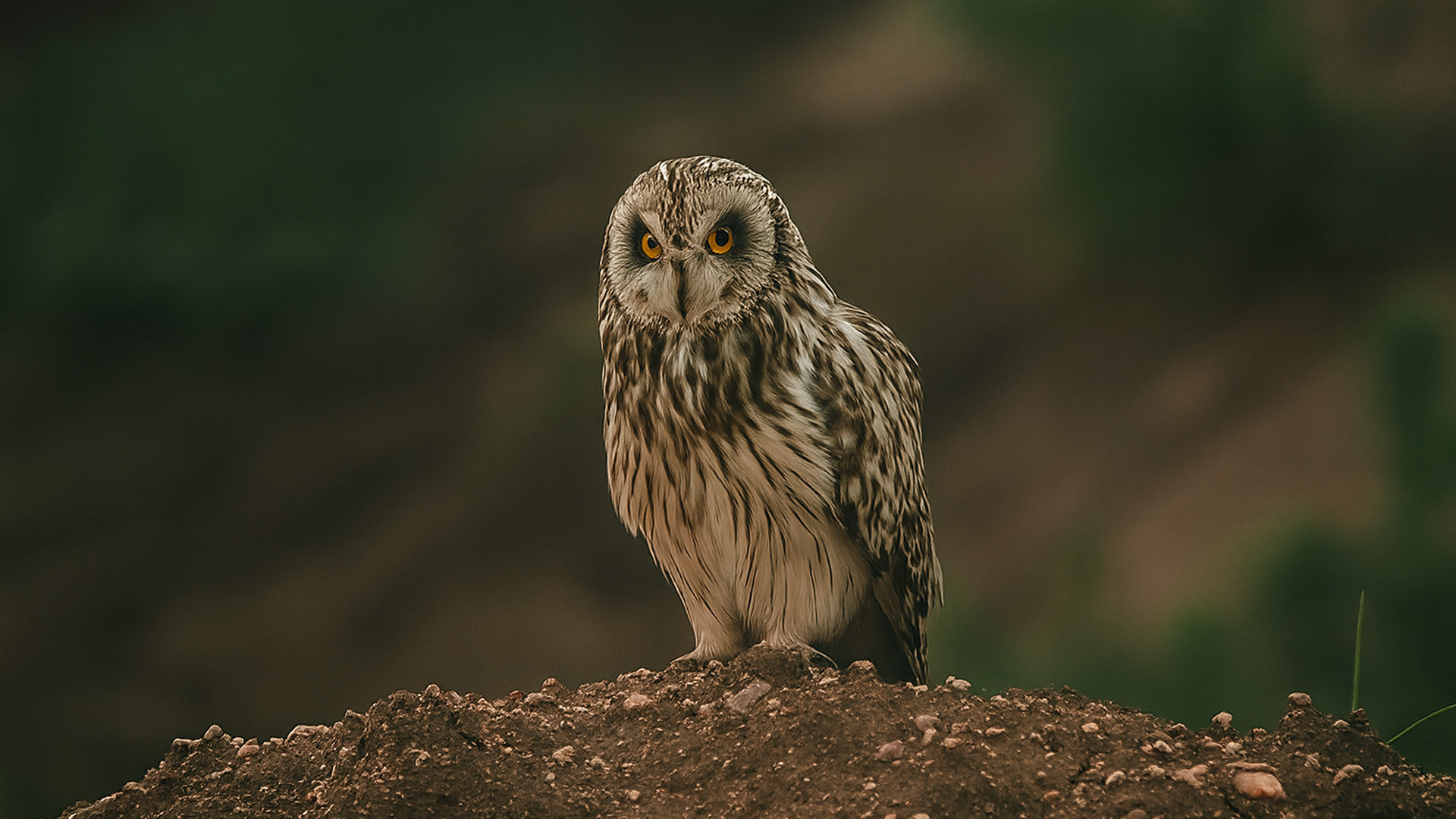 Bird Sounds – Short-Eared Owl (Asio flammeus)