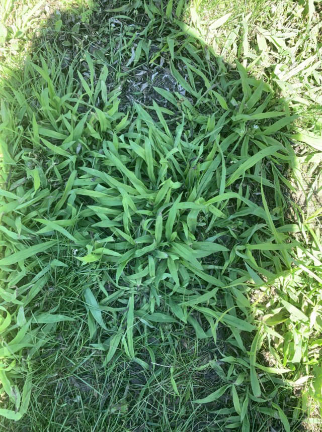 Homeowner distressed after discovering mystery growth taking over yard ...