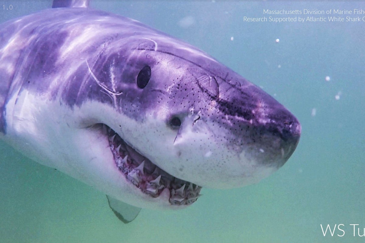 Acidic oceans are weakening shark teeth, scientists warn