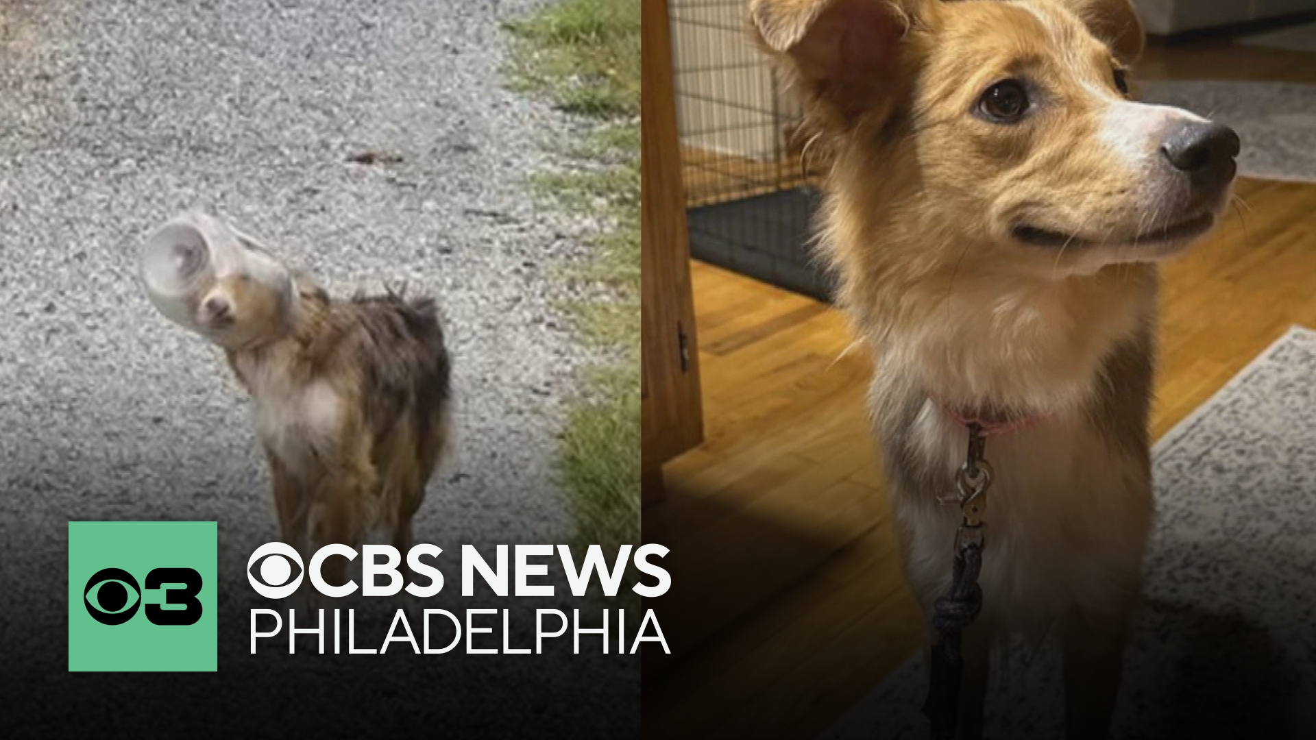 Hanover Foods covers vet fees for dog rescued with cheese ball jar on ...