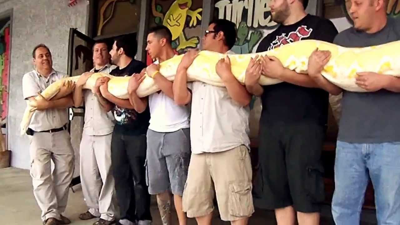 Twinkie the giant snake gets a human scale