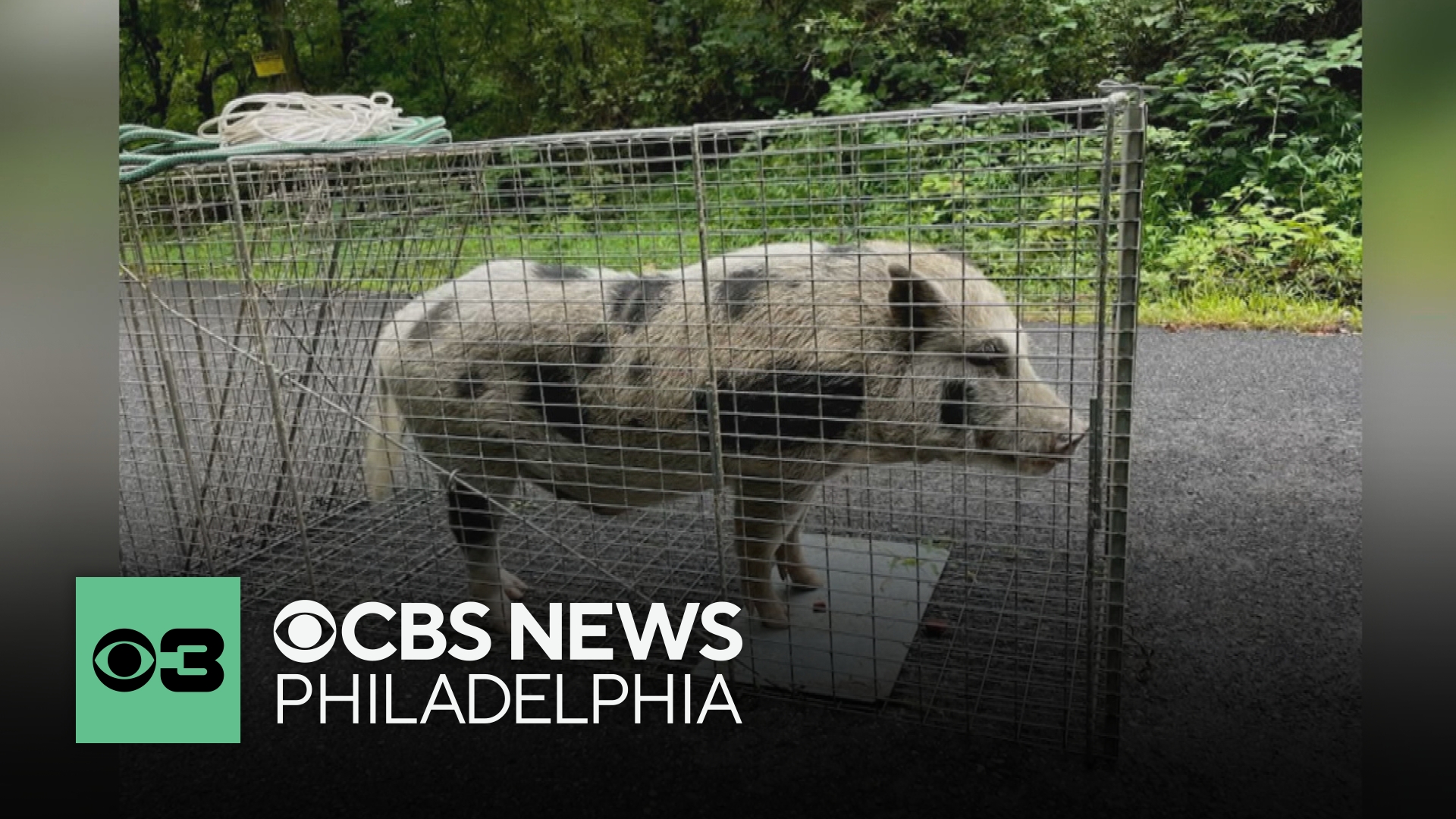 Rescued pig found at Nockamixon Fishing Pier in Bucks County is looking ...