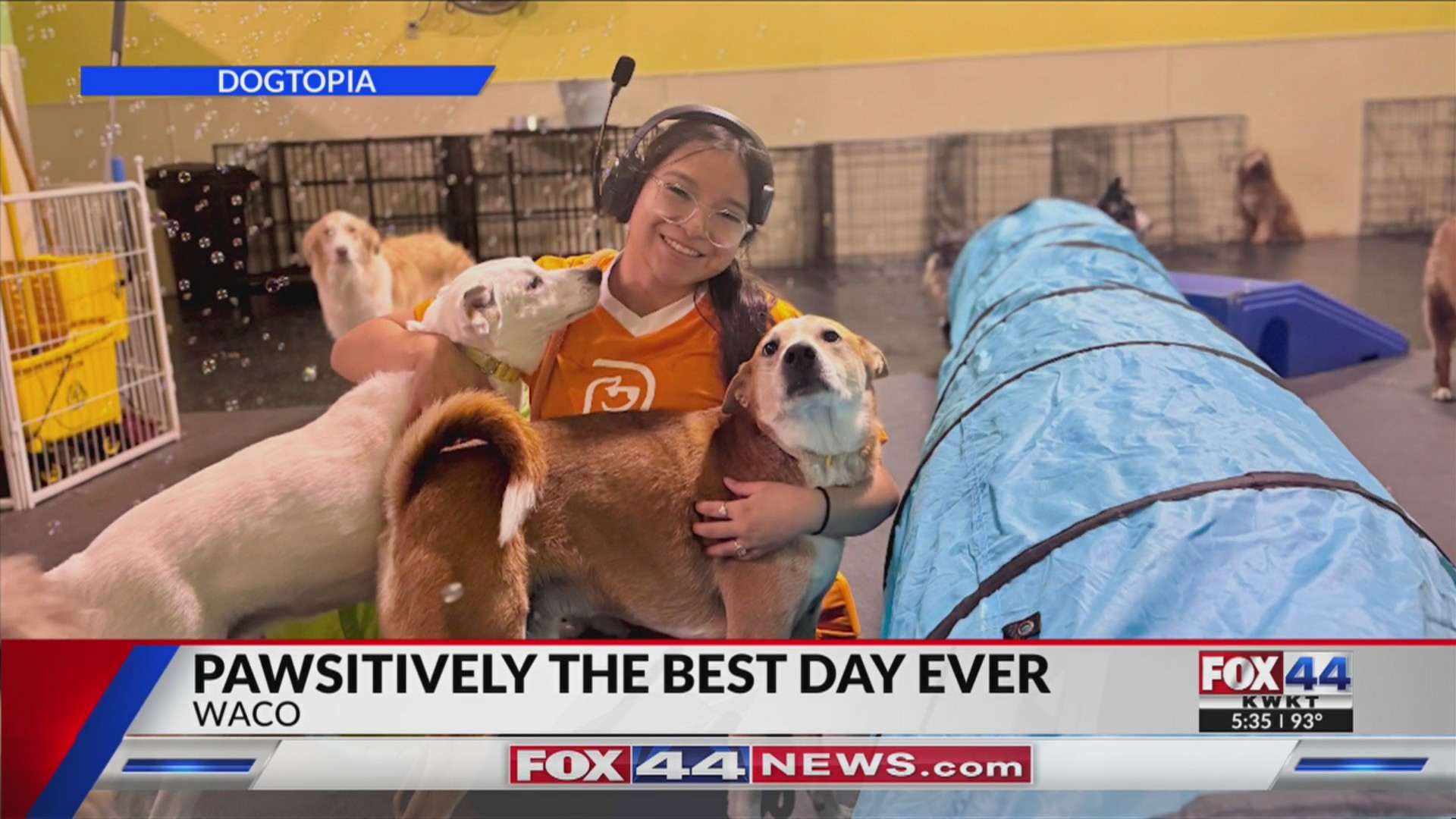 Paws, Play, and Plenty of Love: Honoring Our Furry Best Friends