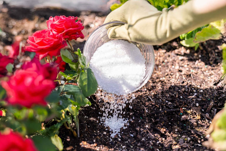 Can Epsom Salt Help Roses Keep Blooming into Fall? We Asked Gardeners