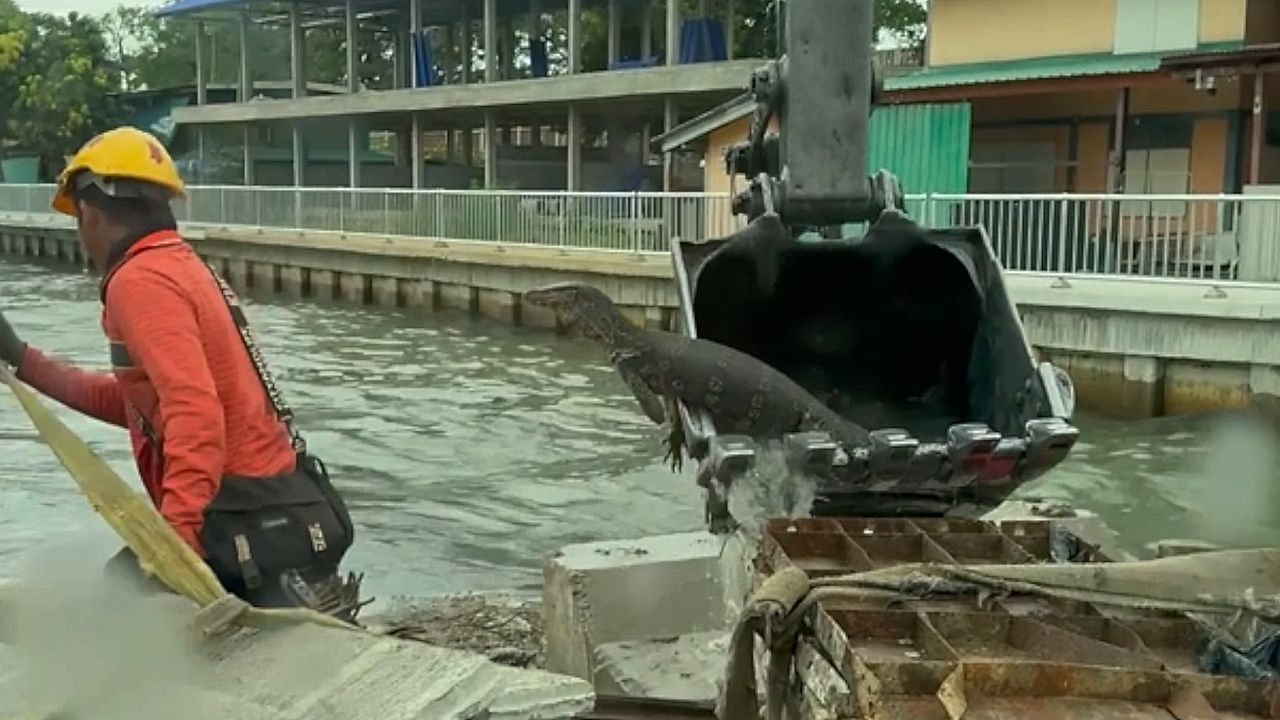 Canal dredger scoops monitor lizard, startles workers in Bangkok