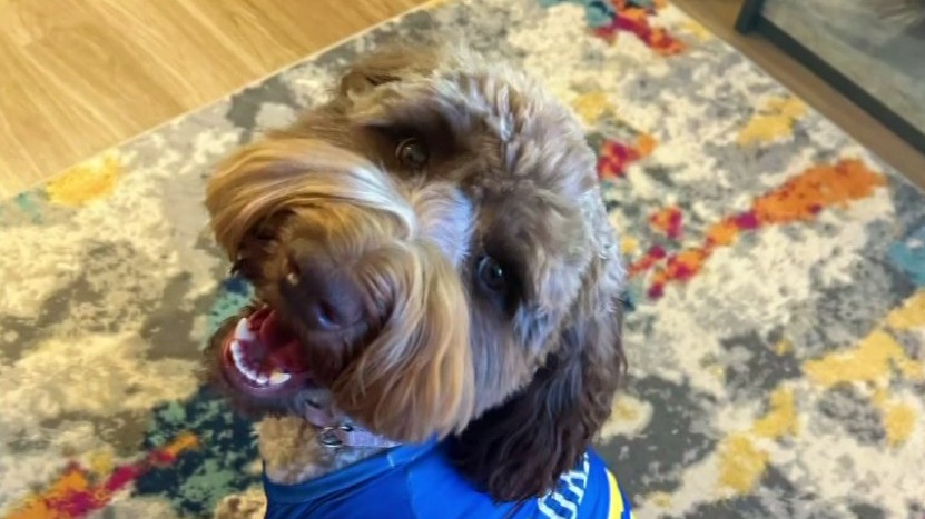 On National Dog Day, First at 4 anchor shares photos of Gia