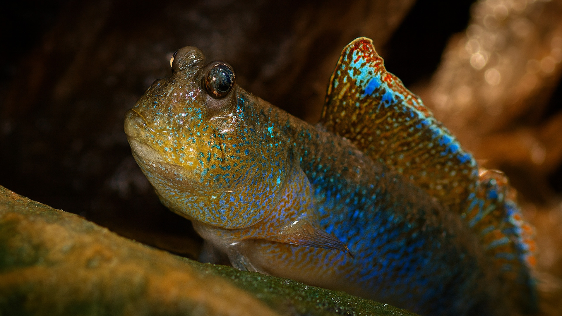 Poisson sauteur des vasières de la côte atlantique – Périophthalme ...