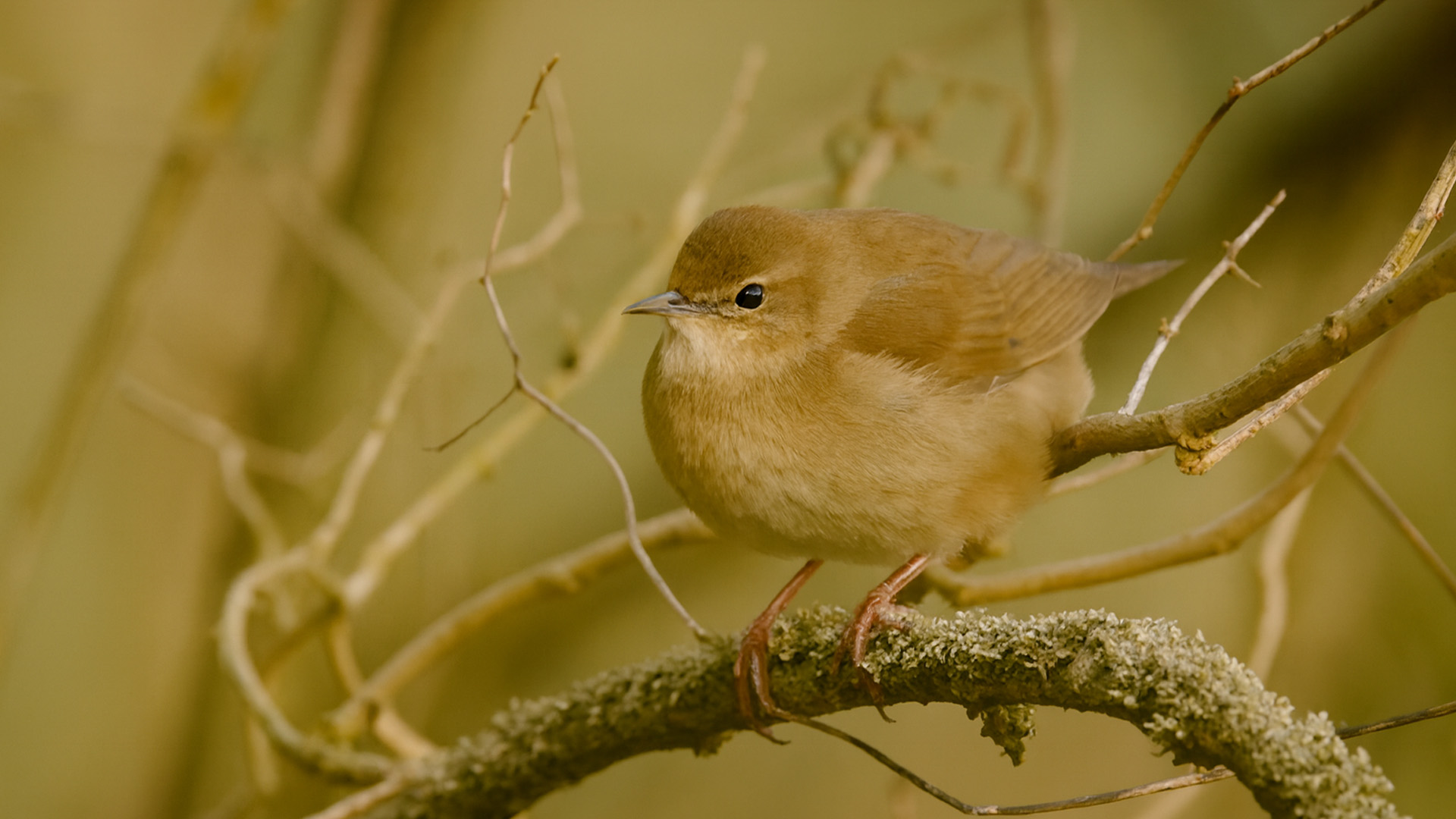 Bird Sounds – Savi’s Warbler (Locustella luscinioides)