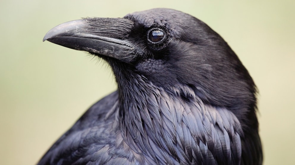 Smarter Than Expected! Crows Also Have Consciousness